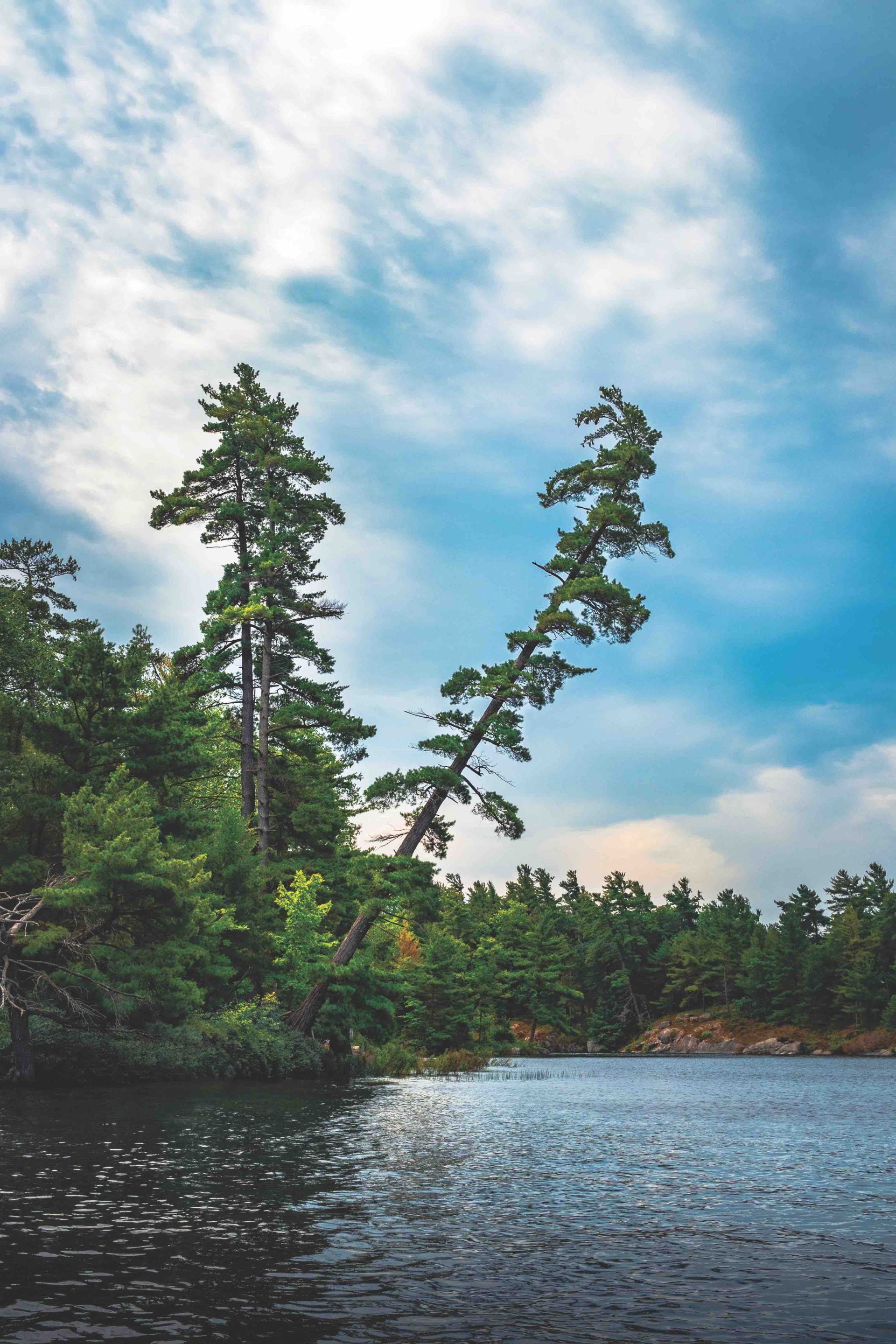 A Guide to Spring Tree Care From Your Local Muskoka Arborist - CM Magazine